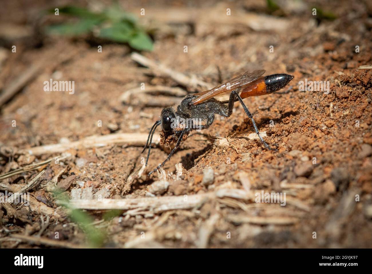 Ammophila wasp digging its nest, Grahamstown/Makhanda, Eastern Cape ...