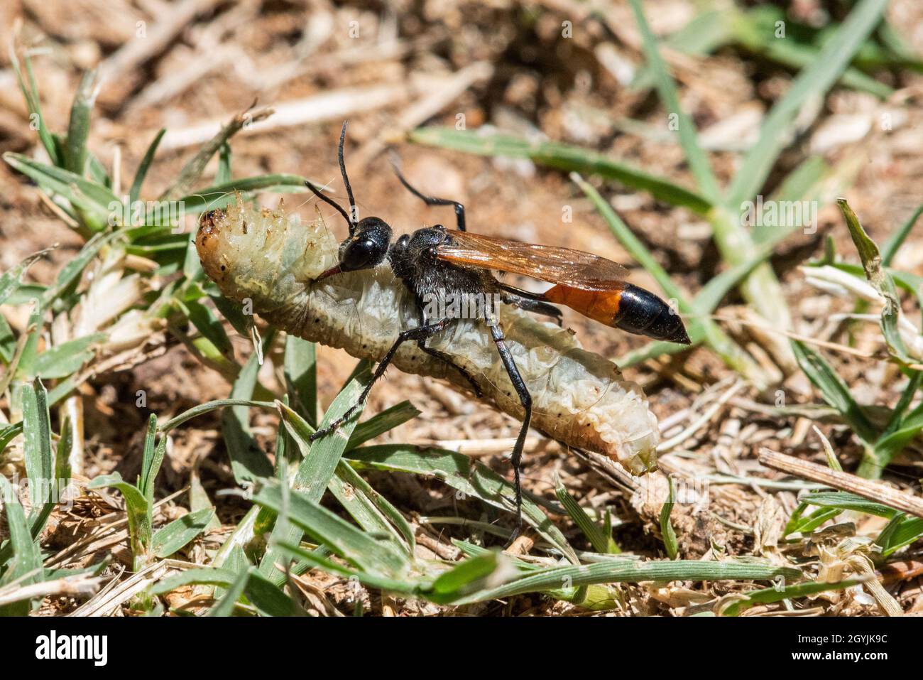 Ammophila wasp with caterpillar prey, Grahamstown/Makhanda, Eastern ...
