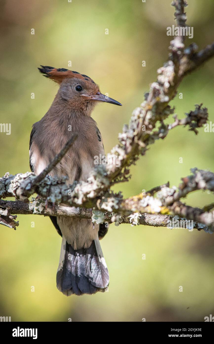 African Hoopoe, Upupa africana, juvenile in Grahamstown/Makhanda ...