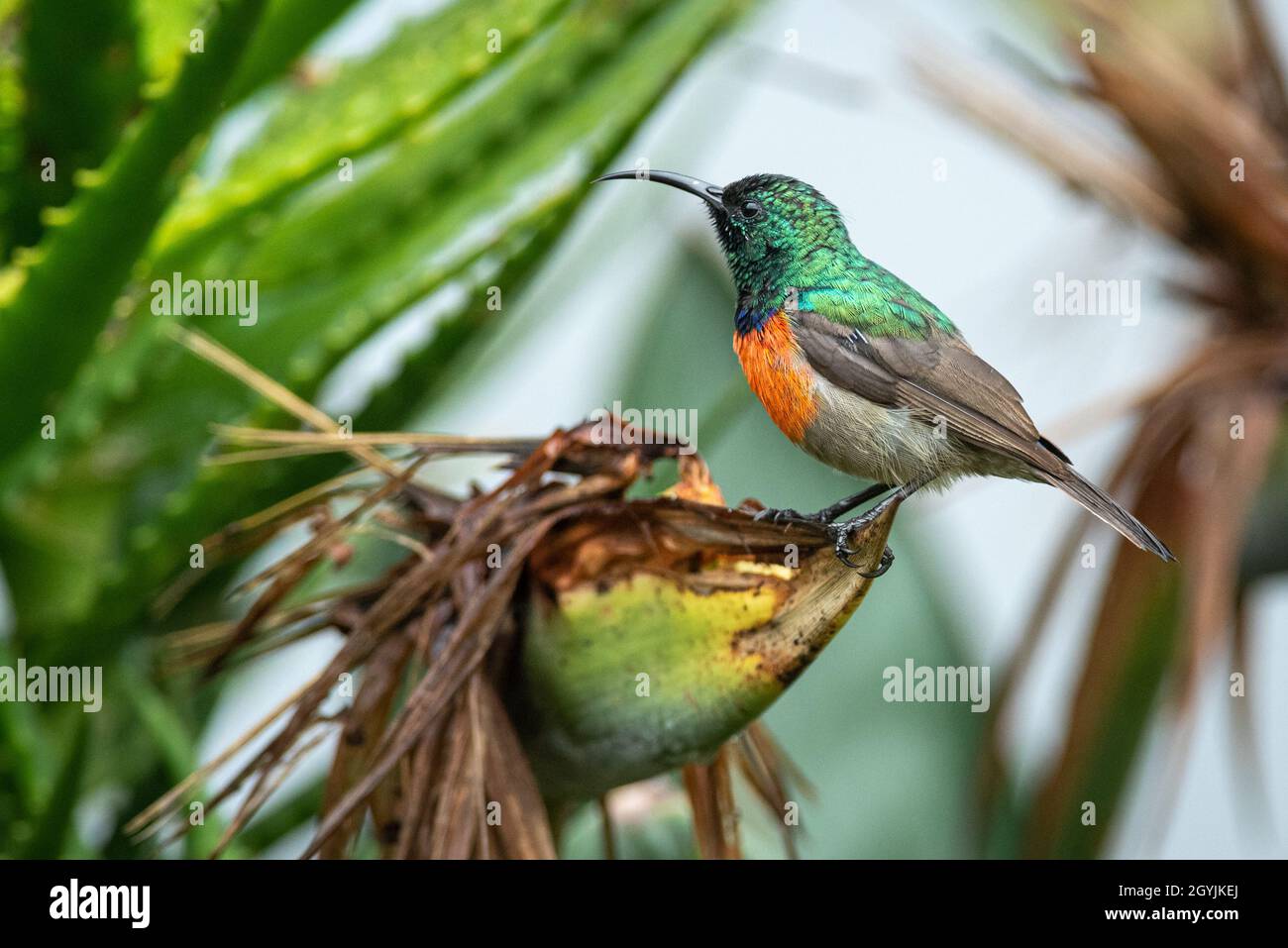 Male Greater Double-collared Sunbird, Grahamstown/Makhanda, Eastern ...
