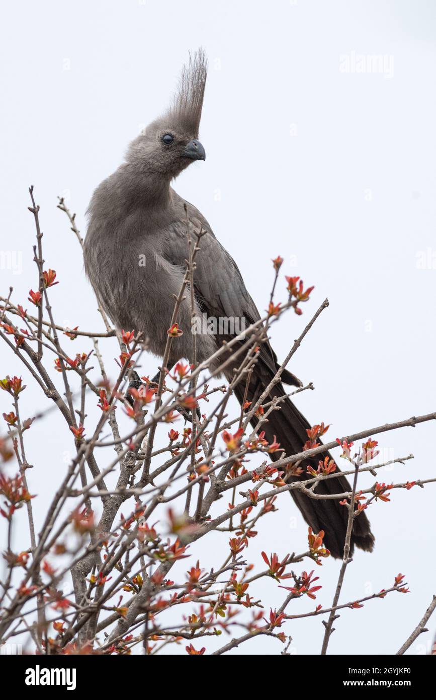Grey Go-away bird (Corythaixoides noncolor), Roodepoort, Gauteng ...
