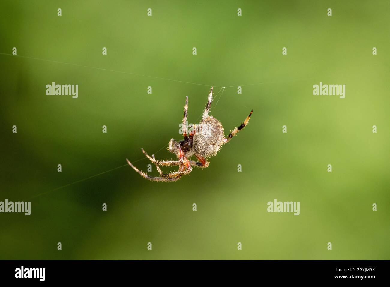 Corn spider hi-res stock photography and images - Alamy