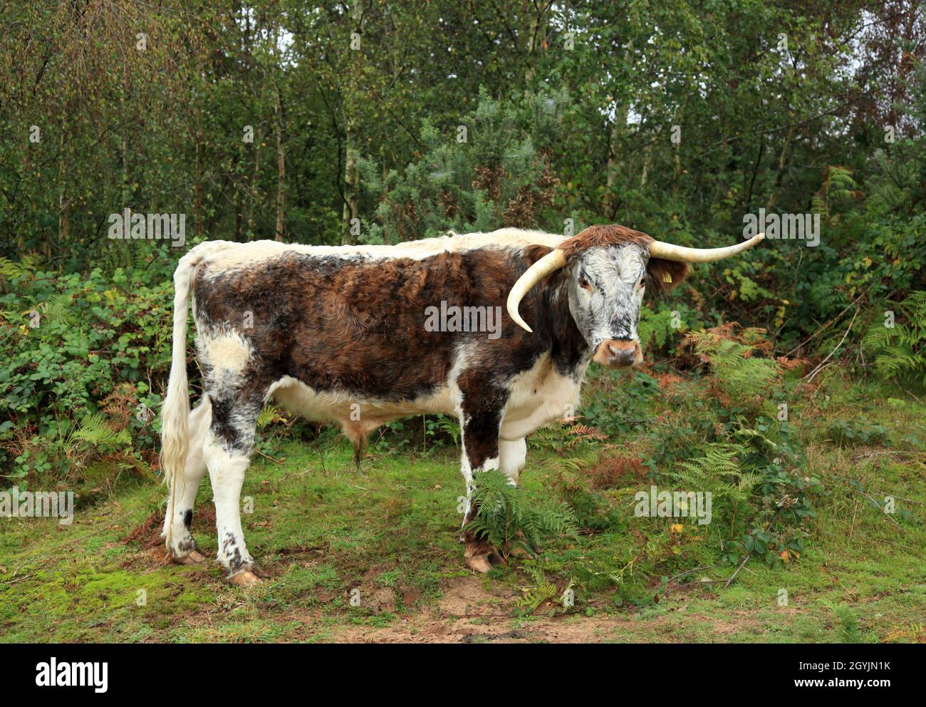 English longhorn cattle uk hi-res stock photography and images - Alamy
