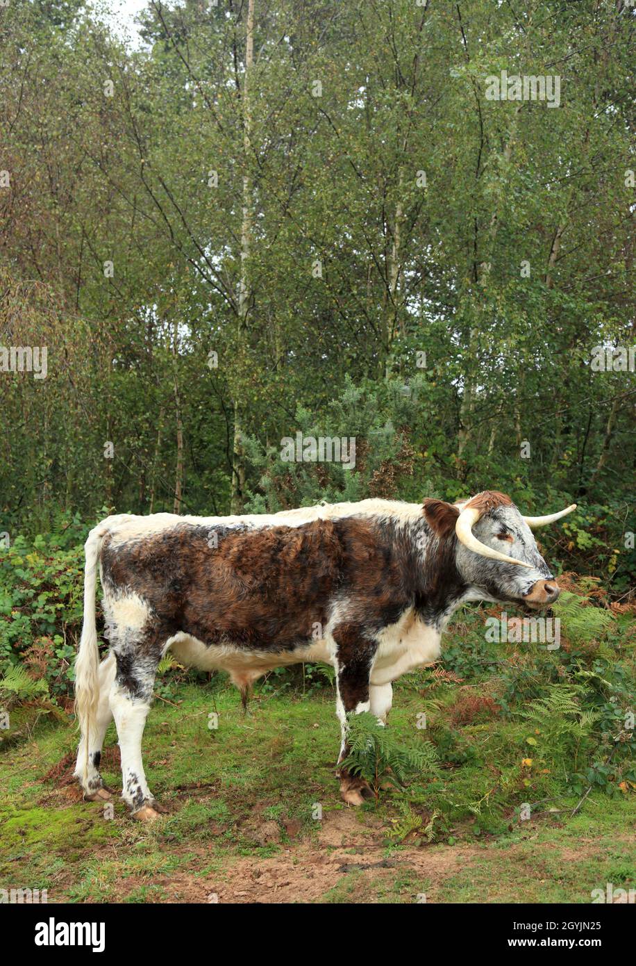 English longhorn cattle uk hi-res stock photography and images - Alamy