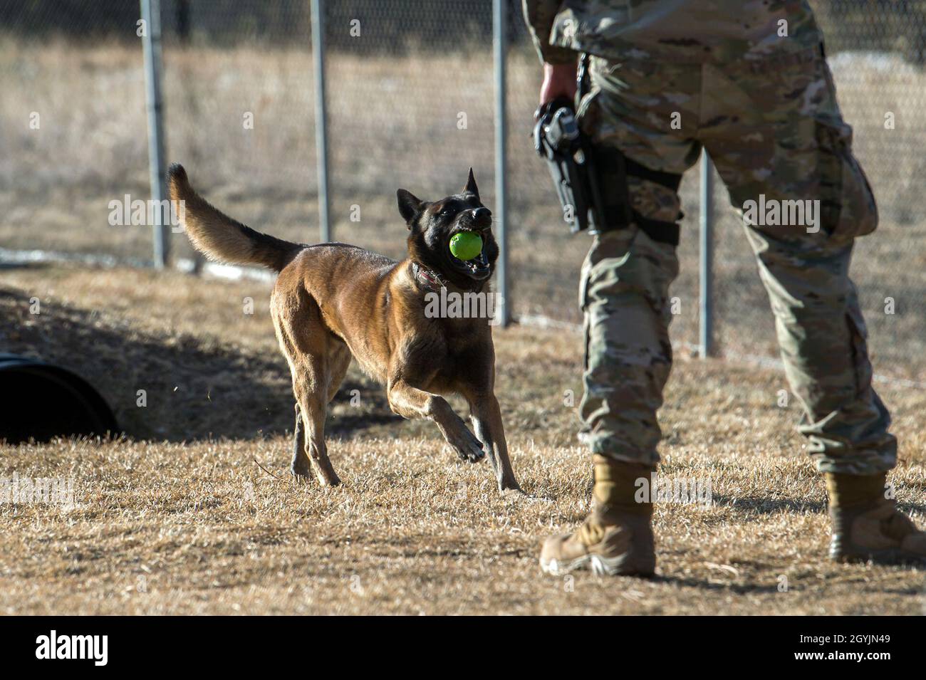 U.S. AIR FORCE ACADEMY, Colo. – Military Working Dog Nick plays with ...