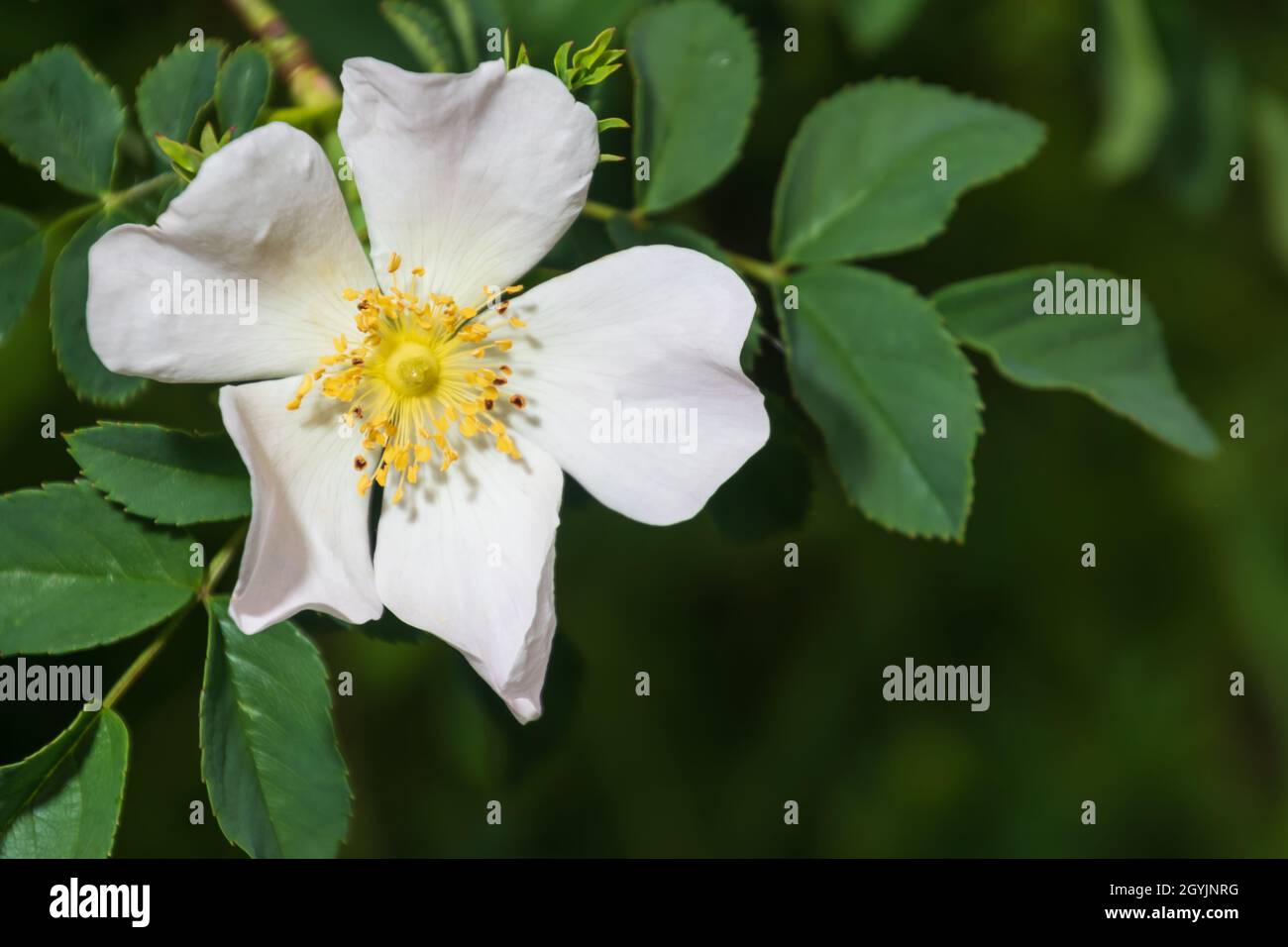 Flower and leaves of the dog rose. Canine or Caninae rose Stock Photo ...