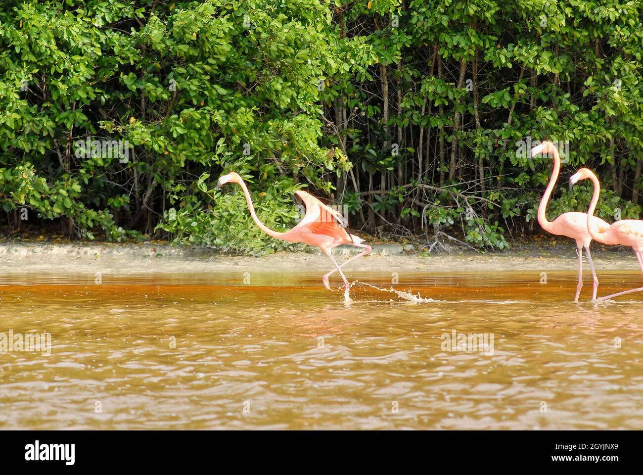 Lagardos hi-res stock photography and images - Alamy