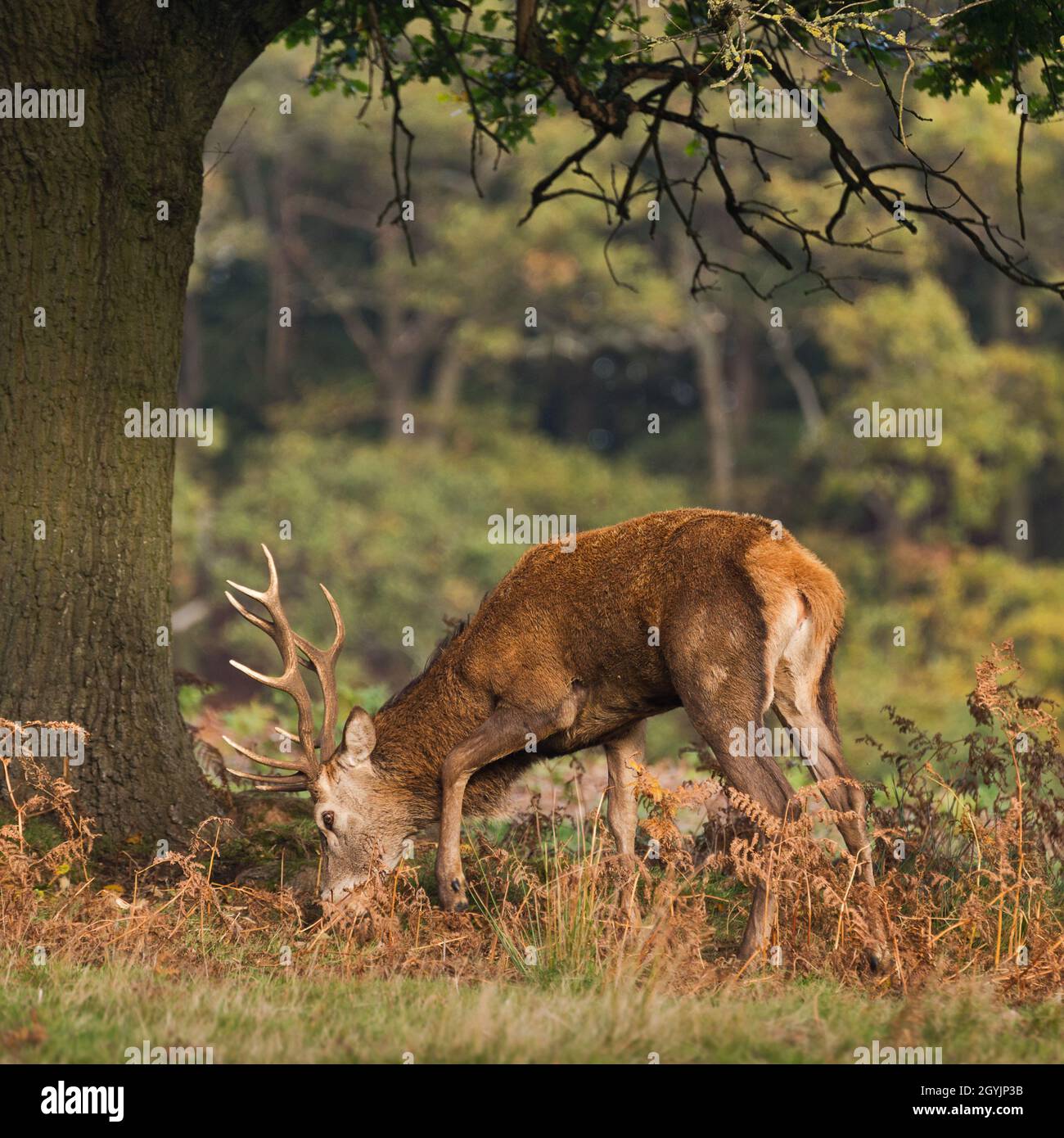 Bradgate park and cropston reservoir site of special scientific hi-res ...