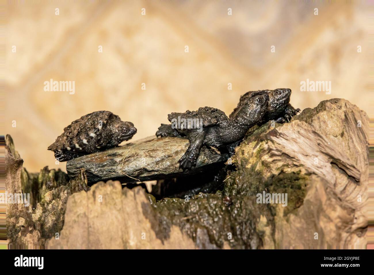 Common snapping turtle Stock Photo - Alamy