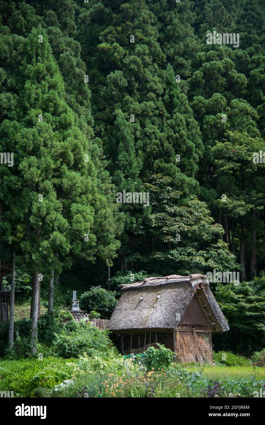 Traditional wooden house close to a forest with large trees. Shirakawa ...