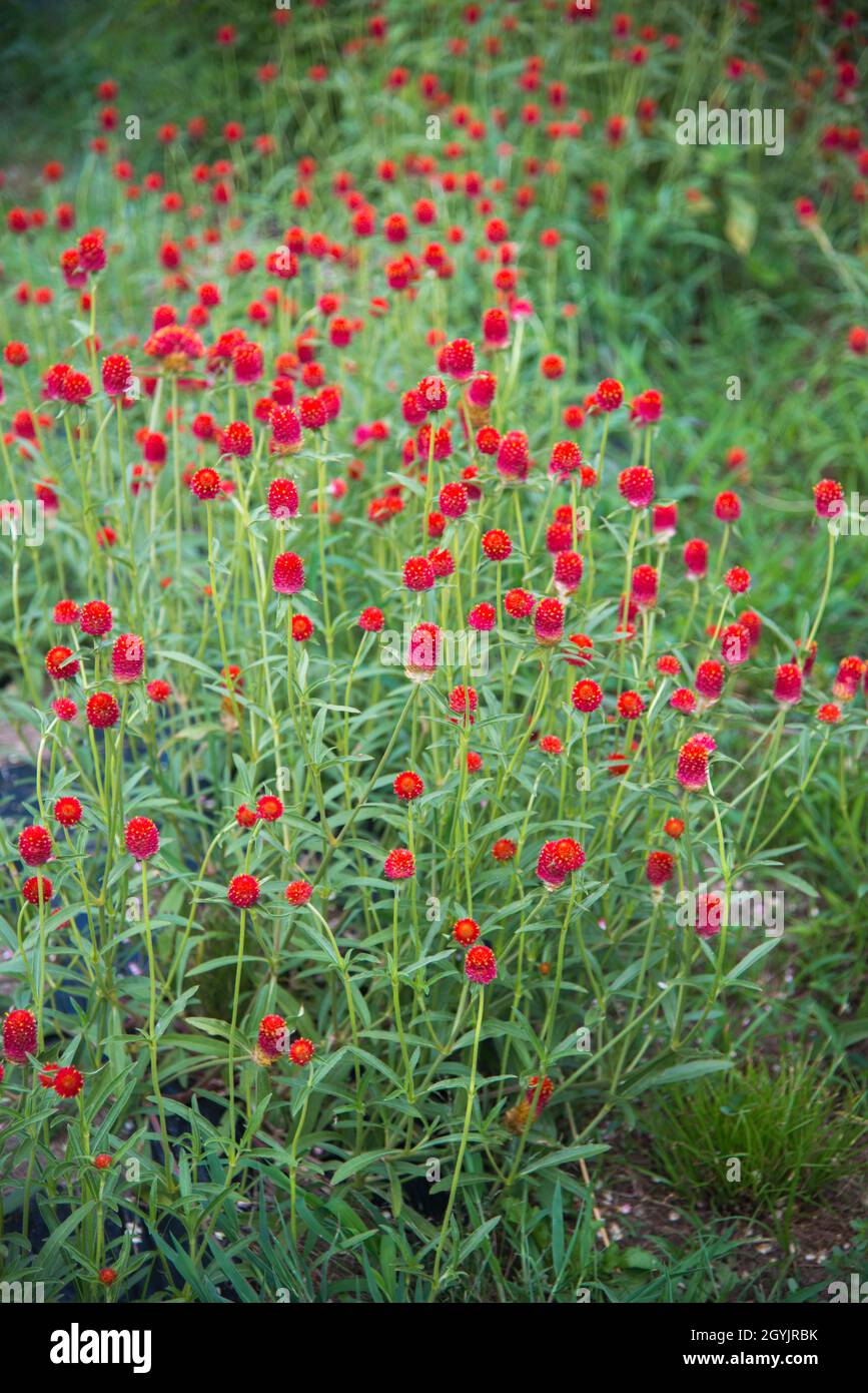Beautiful red wildflowers in the countryside. Shirakawa go, Japan. Asia ...