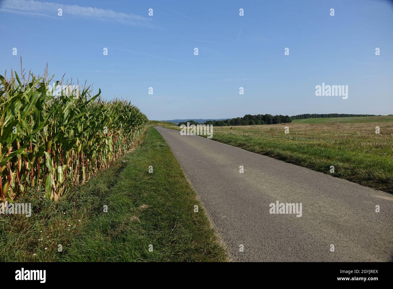 Road and late summer cornfield right before the harvest under a blue ...