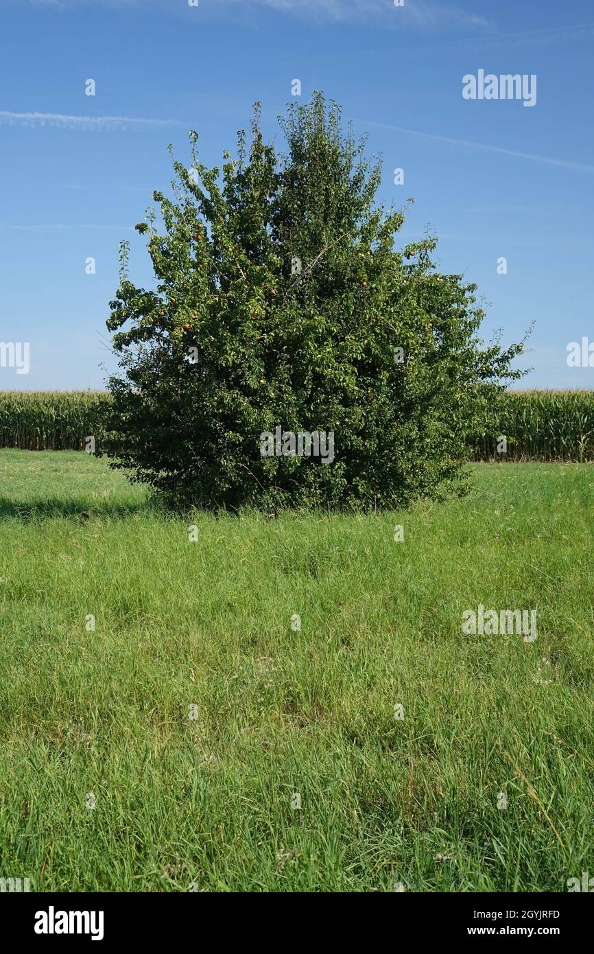 German vegan scene hi-res stock photography and images - Alamy