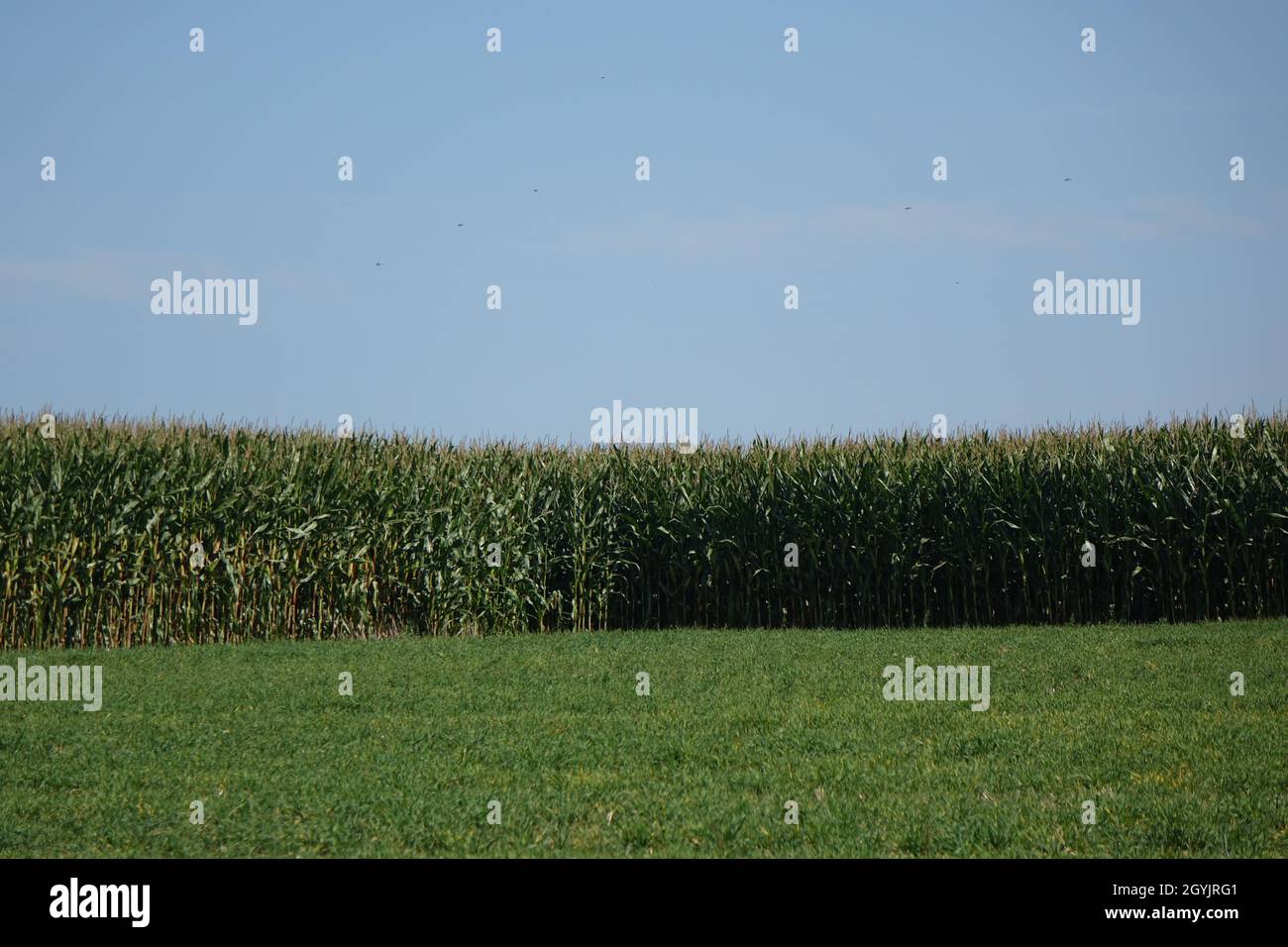Wellingen merzig hi-res stock photography and images - Alamy