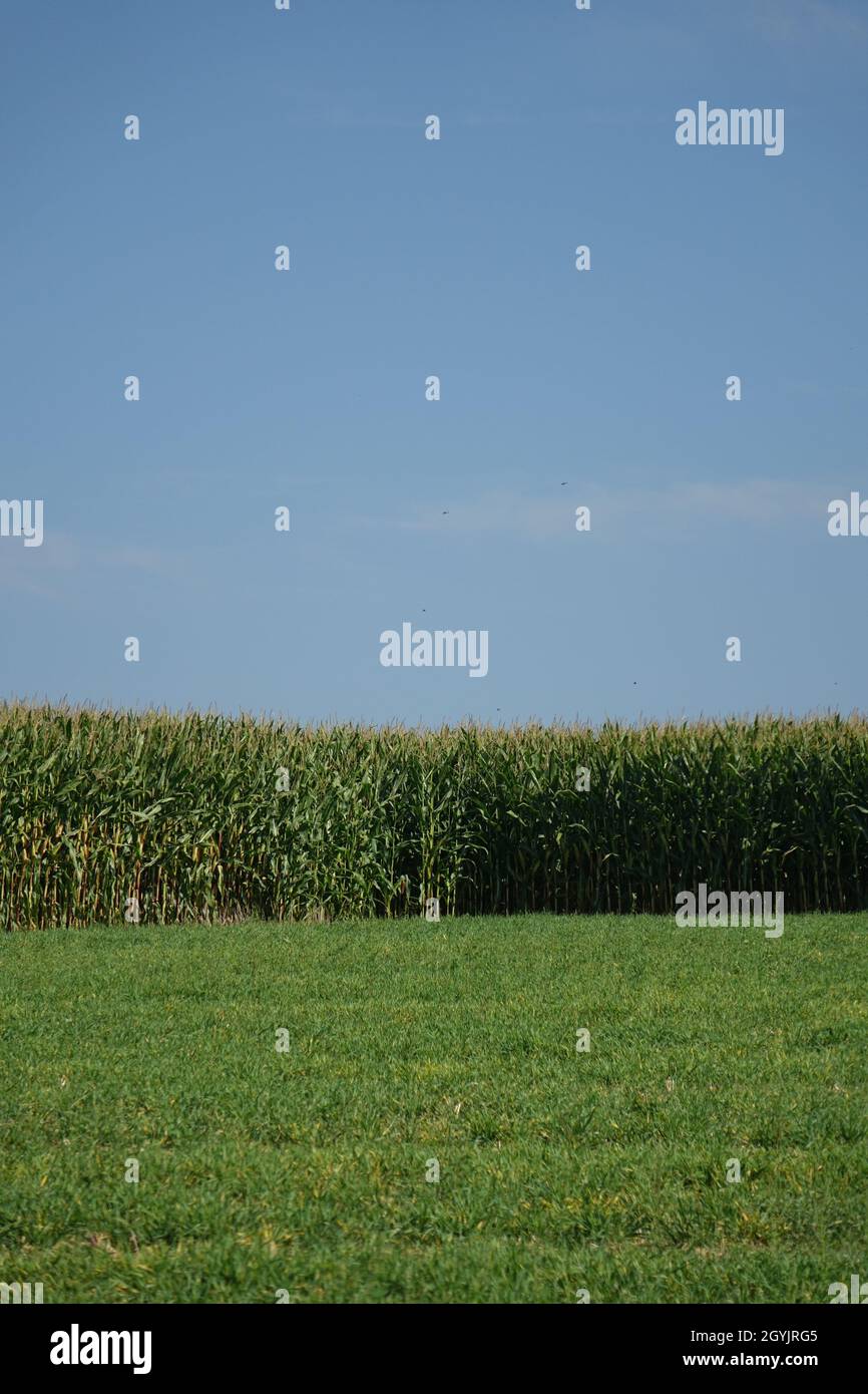 Late summer cornfield right before the harvest under a blue sky, German ...