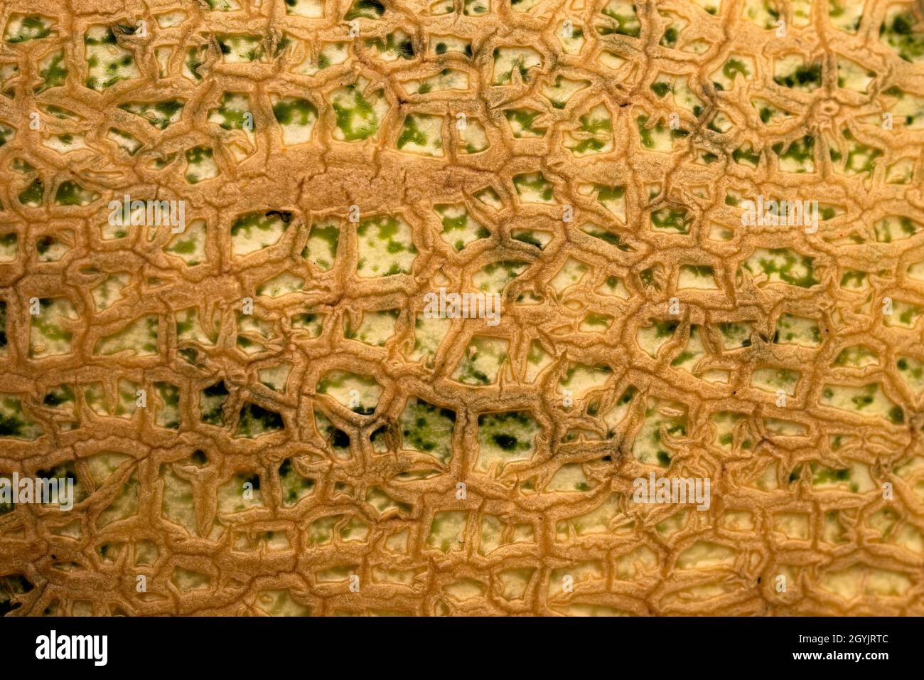 Macro photography of the mesh peel of melon. melon texture Stock Photo ...