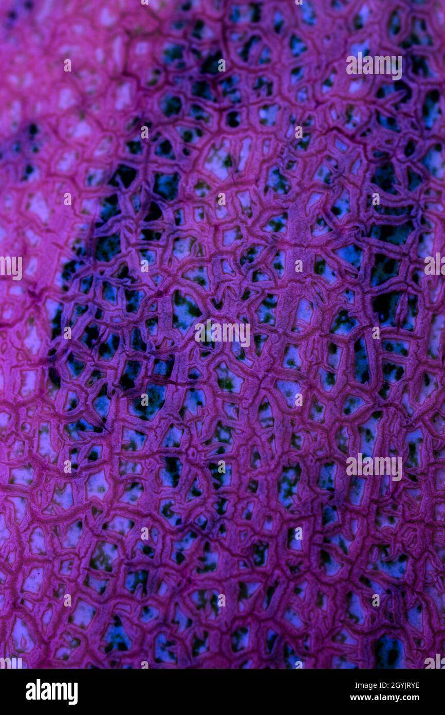 Purple melon melon skin texture for background Stock Photo - Alamy