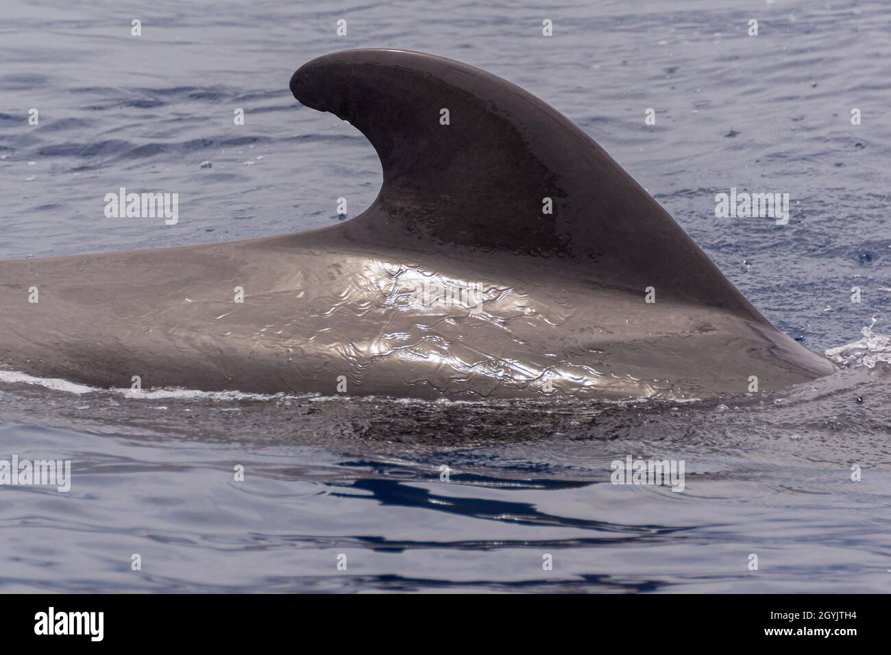 Delphinidade hi-res stock photography and images - Alamy