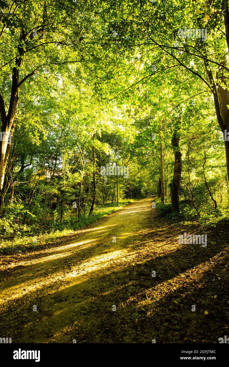 Sunbeams on forest path in the morning hi-res stock photography and ...