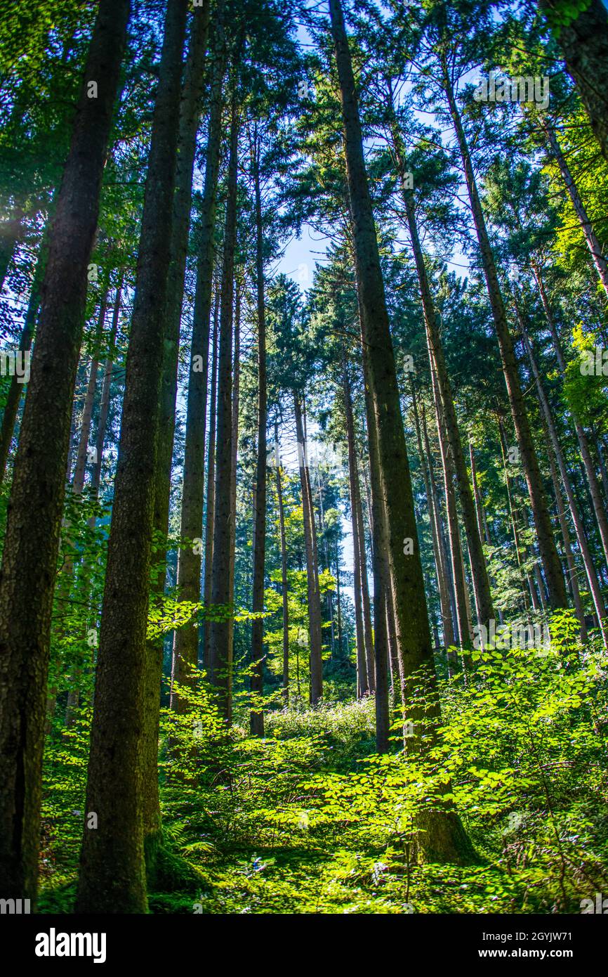 Blue green forest scenic trees hi-res stock photography and images - Alamy