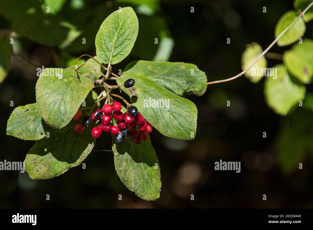 Seasonal wild fruit: red and black berberis on a autumn day Stock Photo ...