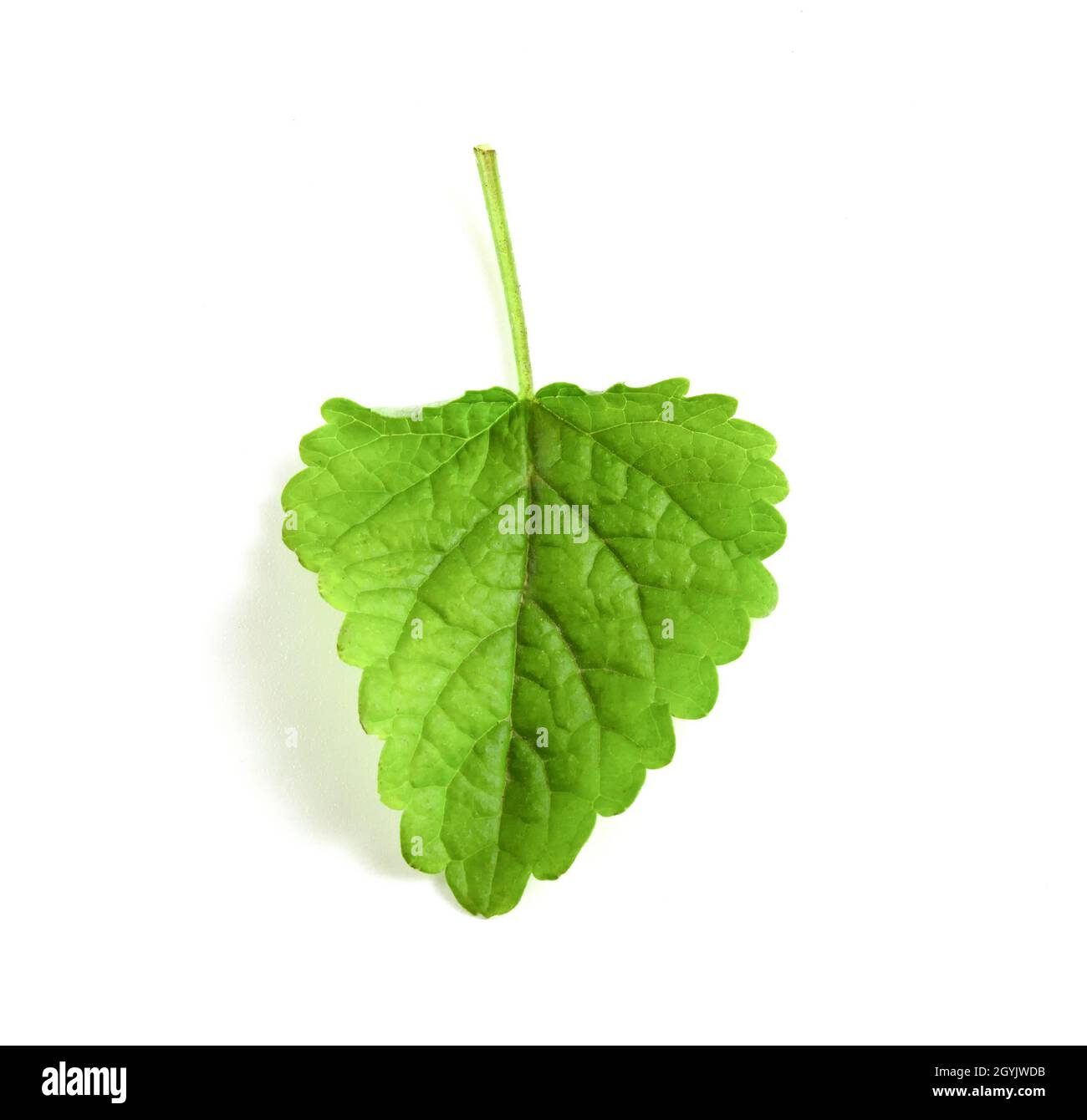 Green muscle leaf isolated on white background Stock Photo - Alamy