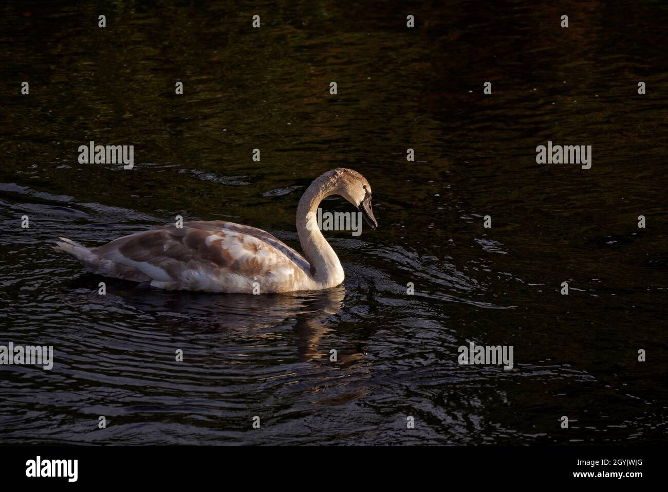 Wild immature swan swims in dark water Stock Photo - Alamy