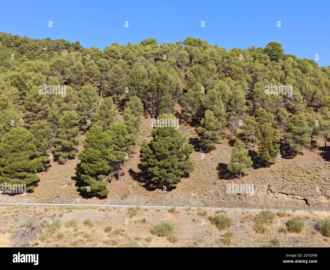 Trees on the forest of Spain Stock Photo - Alamy