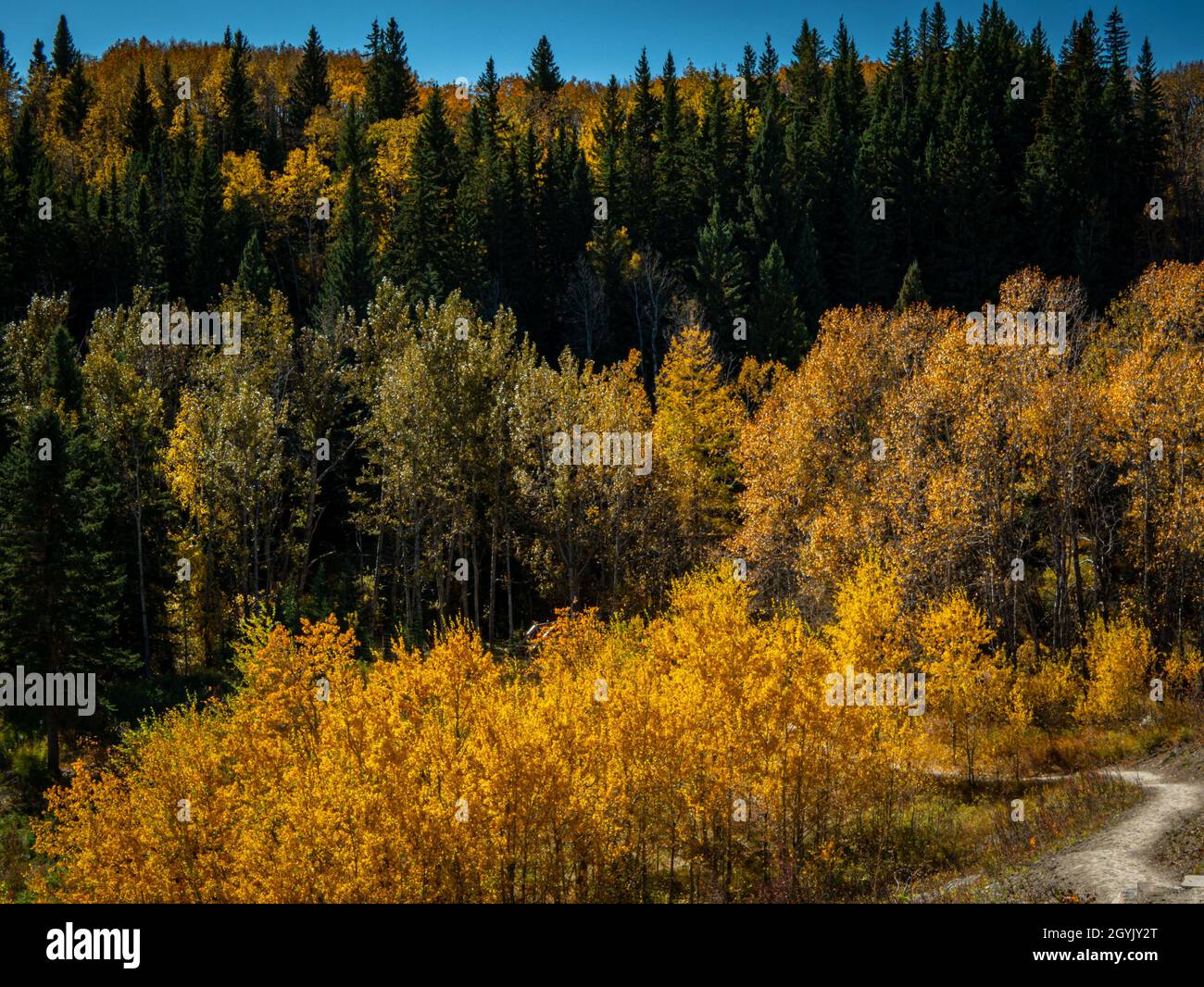Natural view of the autumnal forest at Big Hills Springs Provincial ...