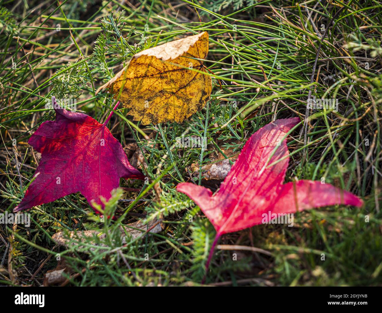 Autumn leaves in the sun Stock Photo - Alamy