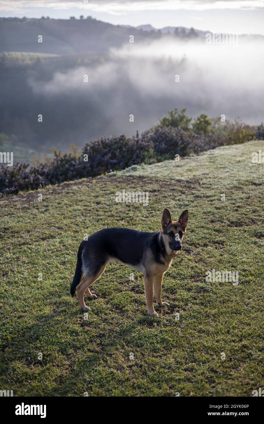 Alert German Shepherd dog on a farm in South Africa Stock Photo - Alamy