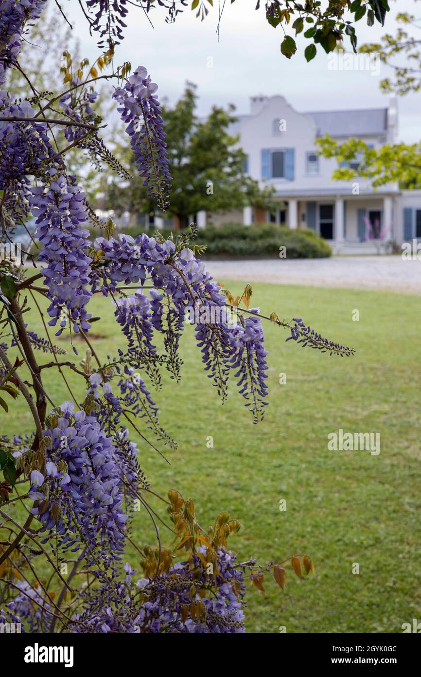 Purple pendulous racemes Stock Photo - Alamy