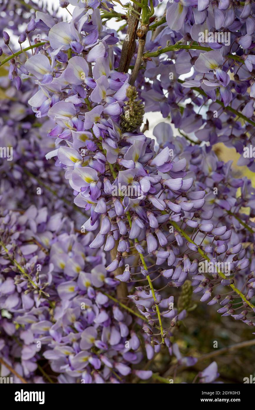 Purple pendulous racemes Wisteria flowers Stock Photo - Alamy