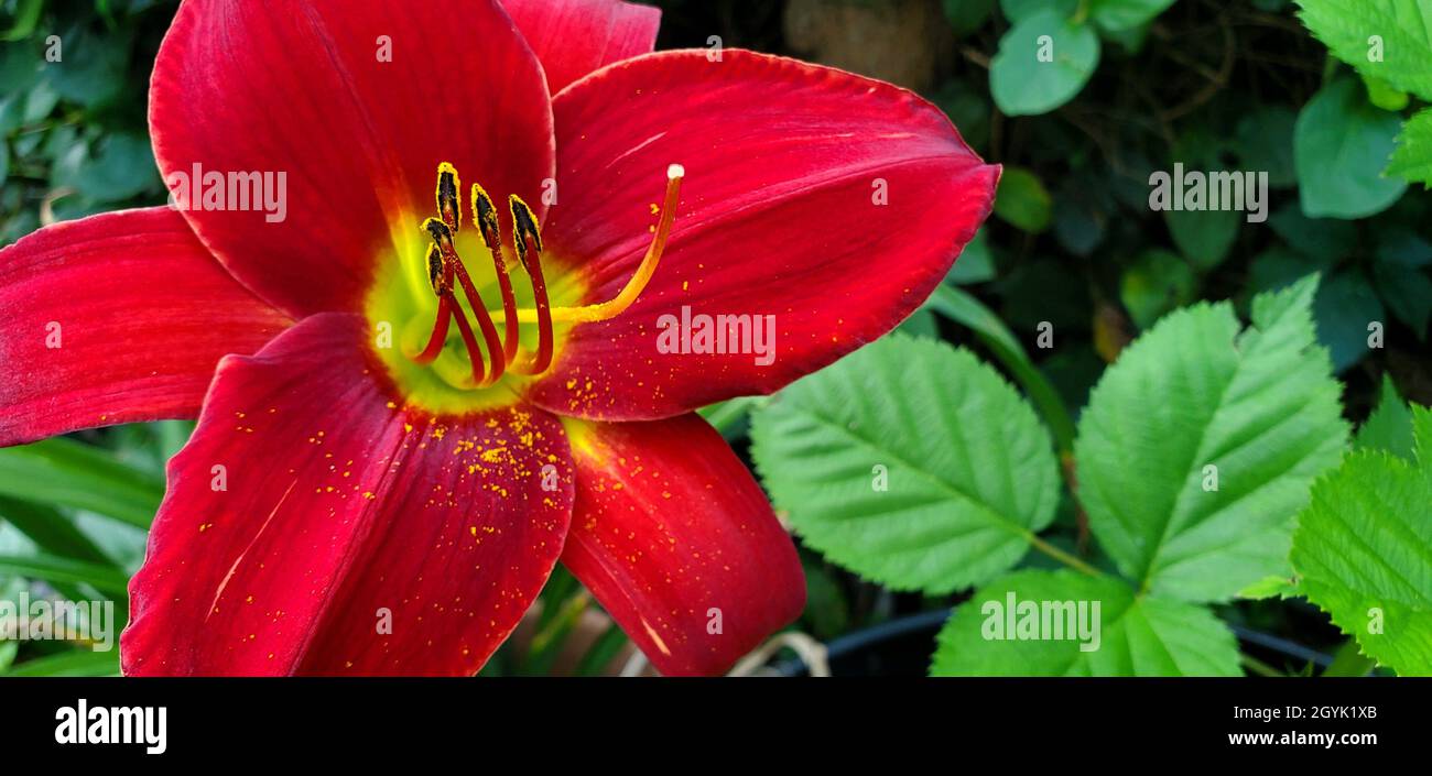 A beautiful daylily with fallen pollen on the petals Stock Photo - Alamy