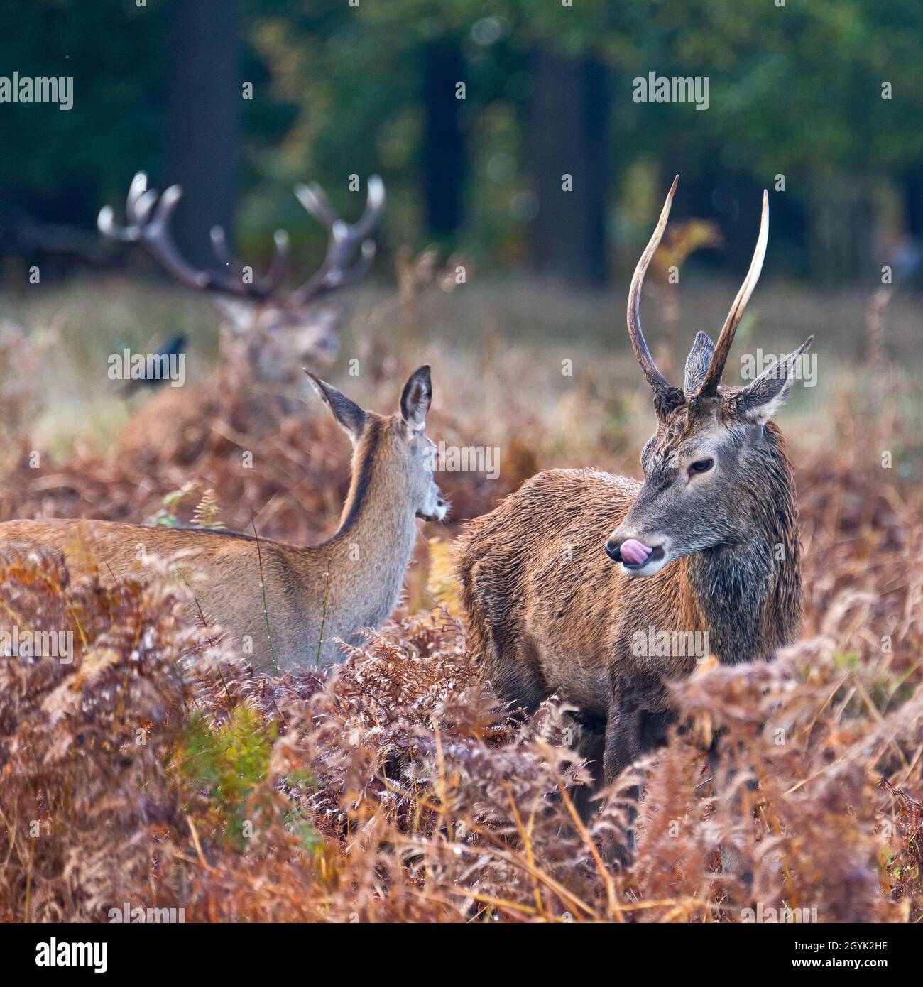 A small group of red deer stood in the bracken in the autumn sunshine ...