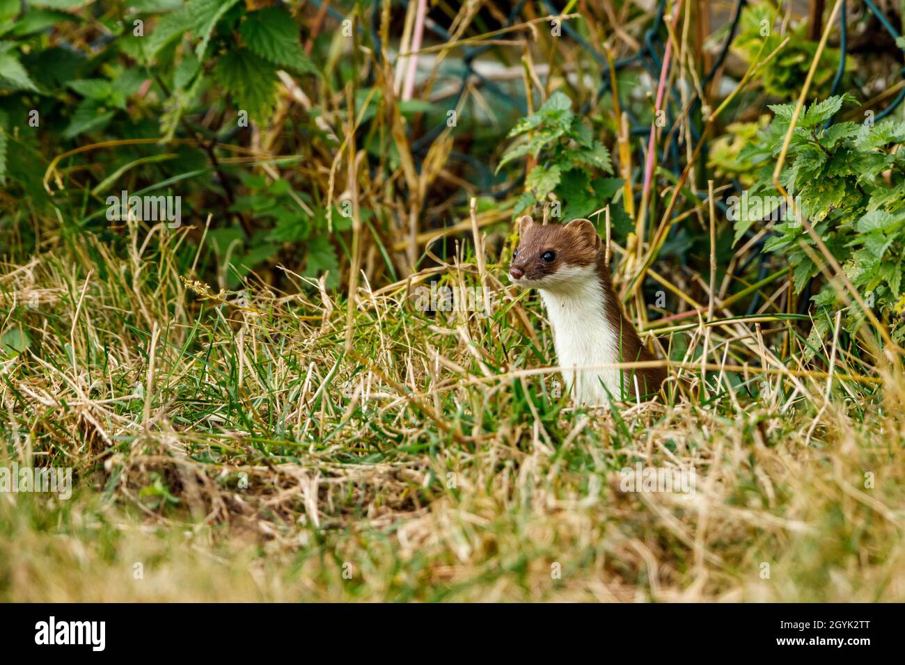 A weasel in the wildlife Stock Photo - Alamy