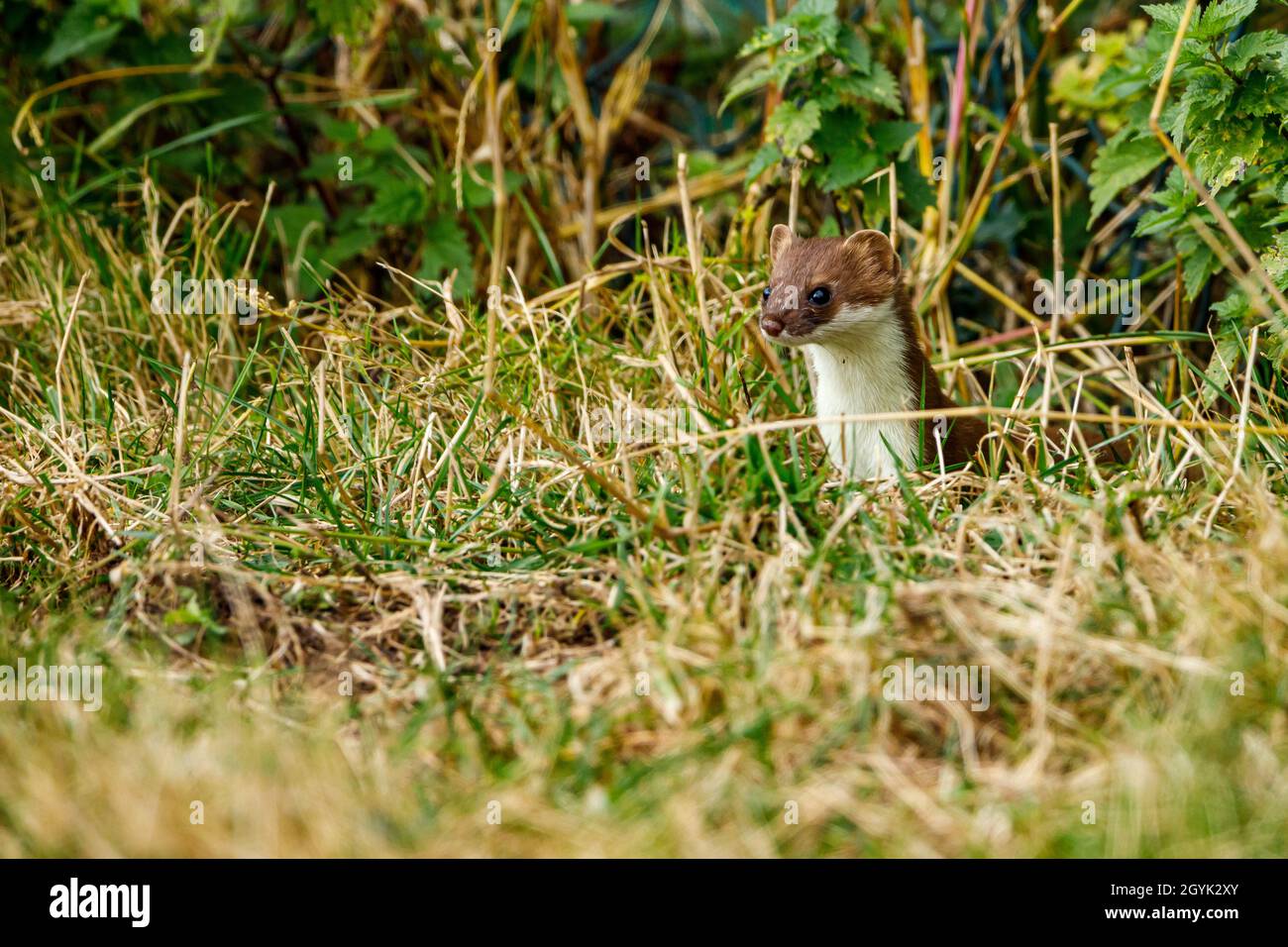 A weasel in the wildlife Stock Photo - Alamy