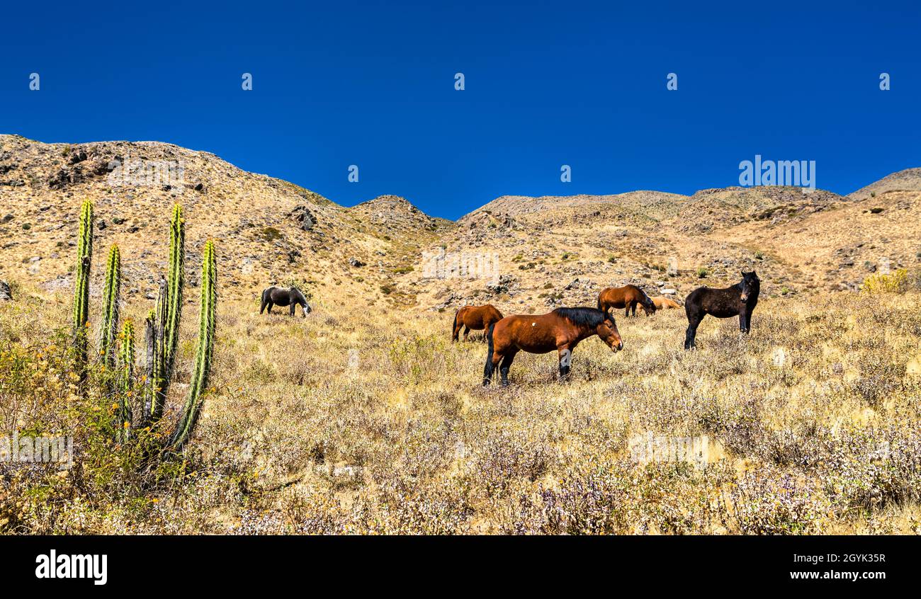 Canyon animals hi-res stock photography and images - Alamy