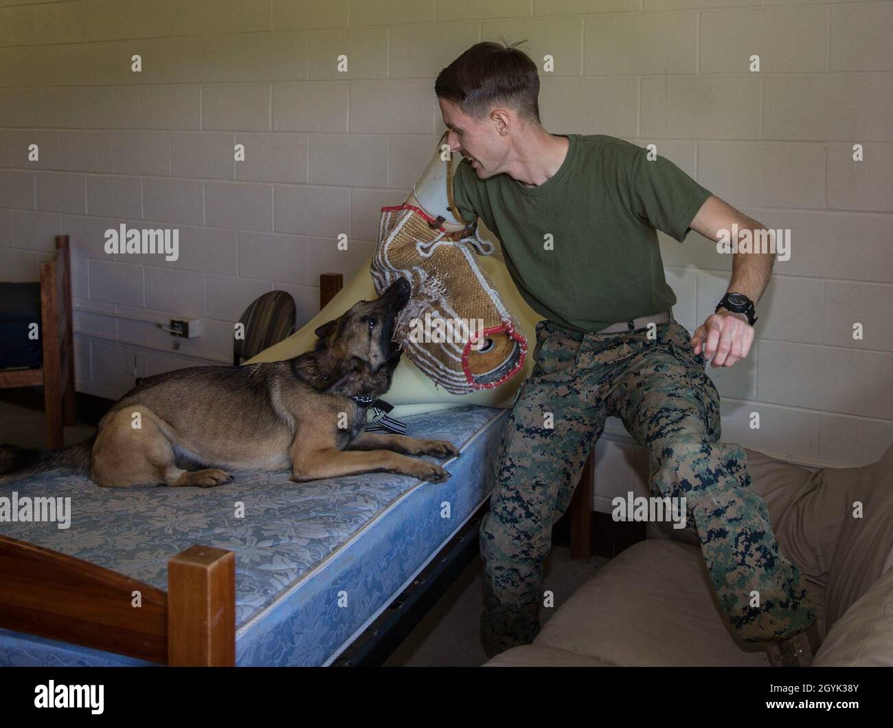 U.S. Marine Cpl. Zachary Devaney, a military working dog handler with ...