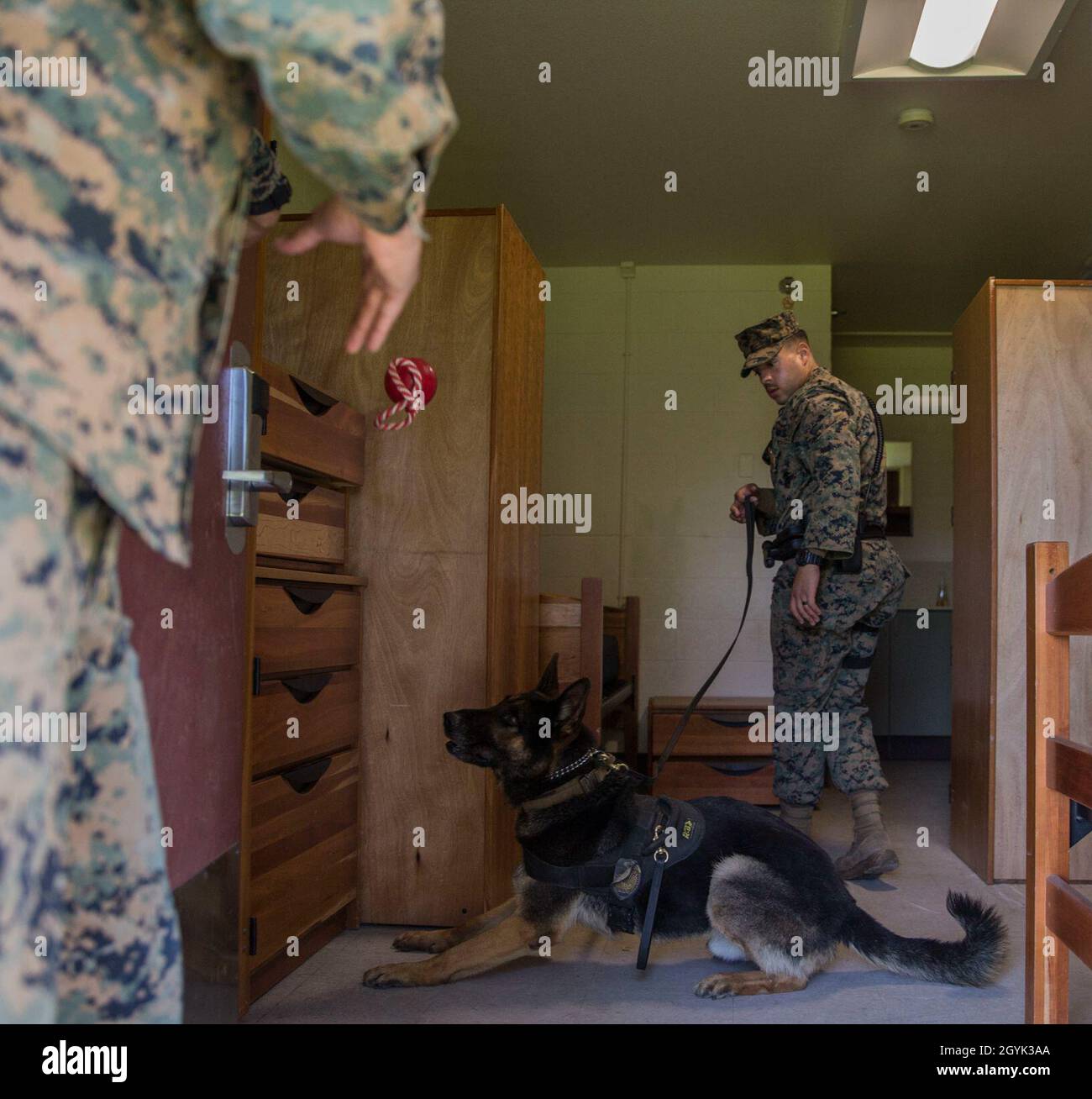 U.S. Marine Lance Cpl. Jeremy Alvarado, a military working dog handler ...