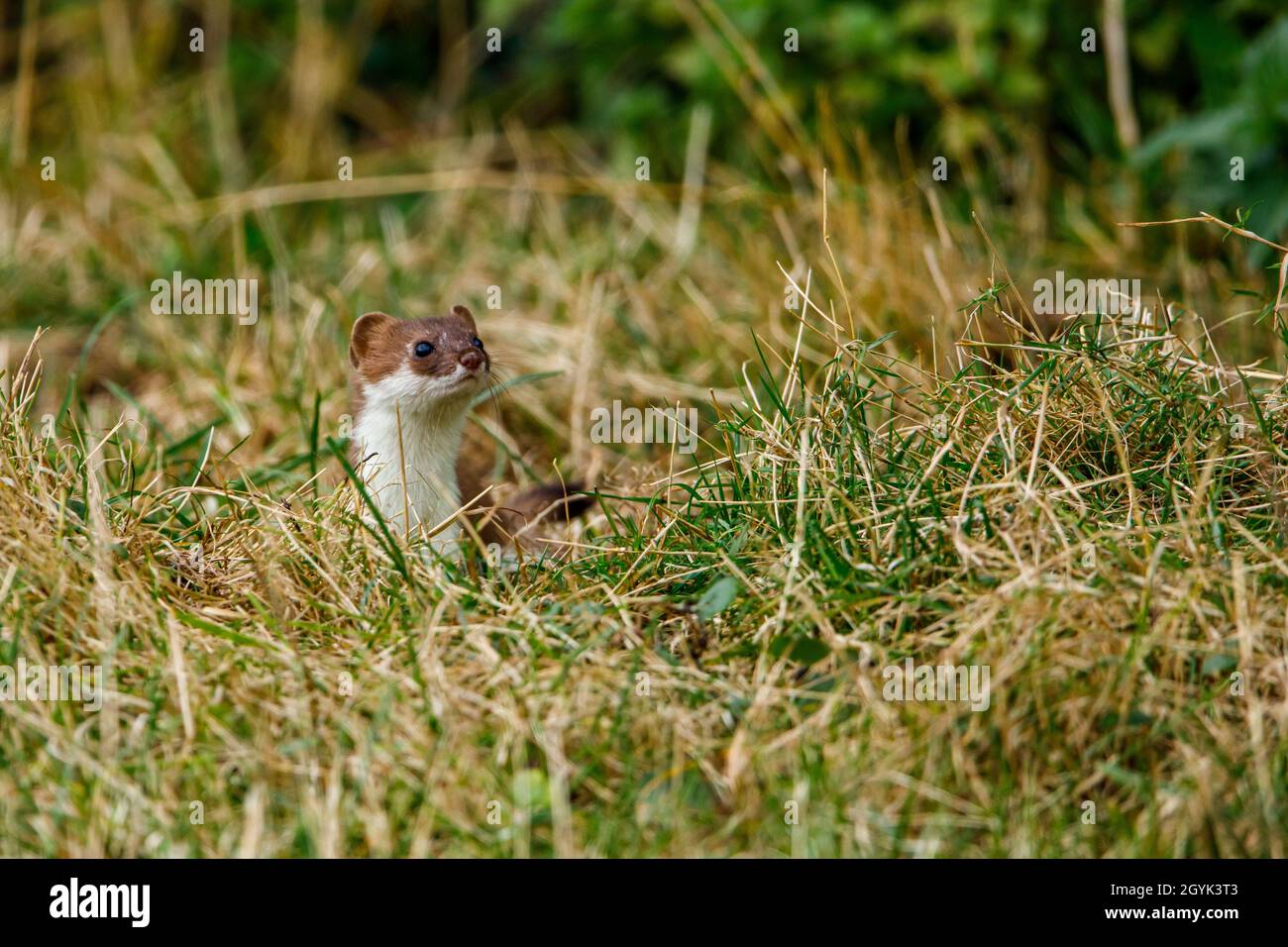 A weasel in the wildlife Stock Photo - Alamy