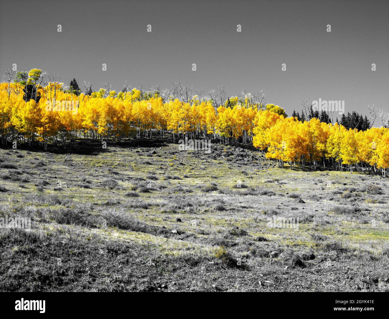A color accent photo of Quivering aspen in their yellow autumn colors ...
