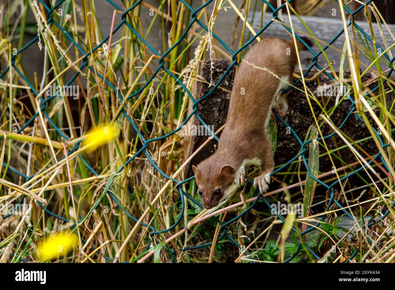 A weasel in the wildlife Stock Photo - Alamy