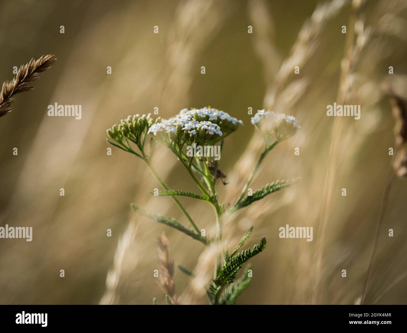 common yarrow flower plant flora closeup field wheat copyspace Stock ...