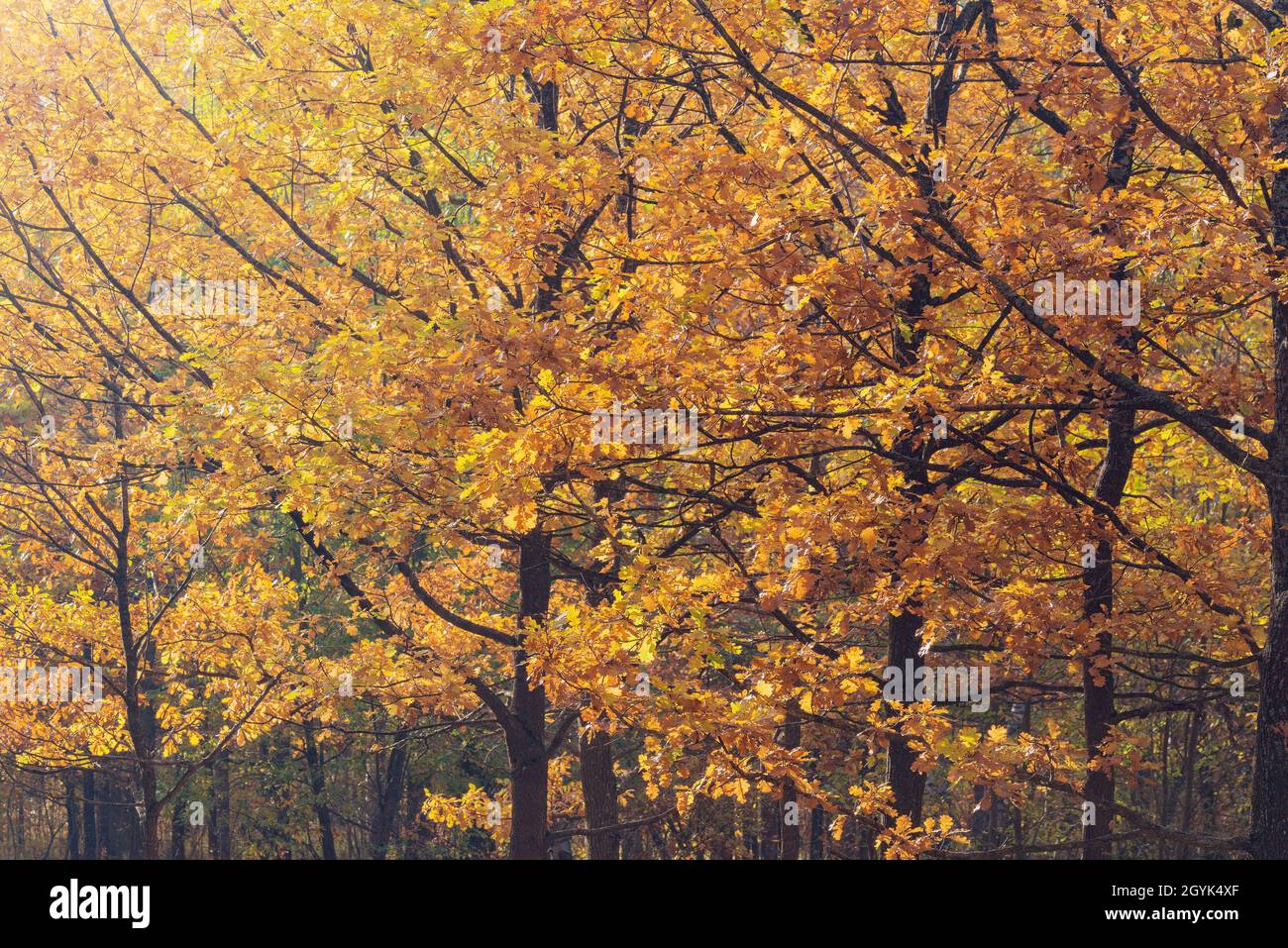 Oak tree branches in the the city park at autumn morning Stock Photo ...
