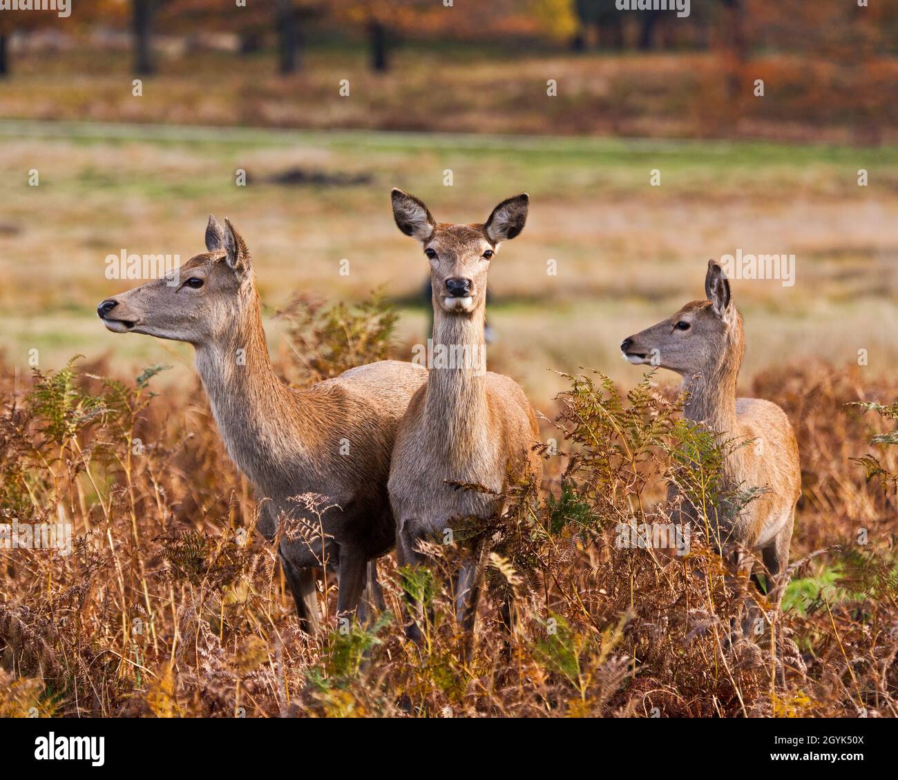 Three young red deer standing in the autumn sunshine during the rutting ...