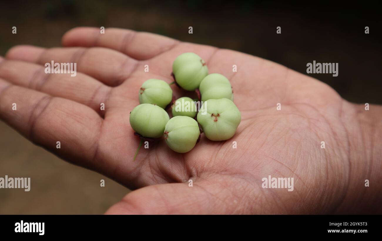 Close up of few purplish fruits star gooseberry on the palm turning ...