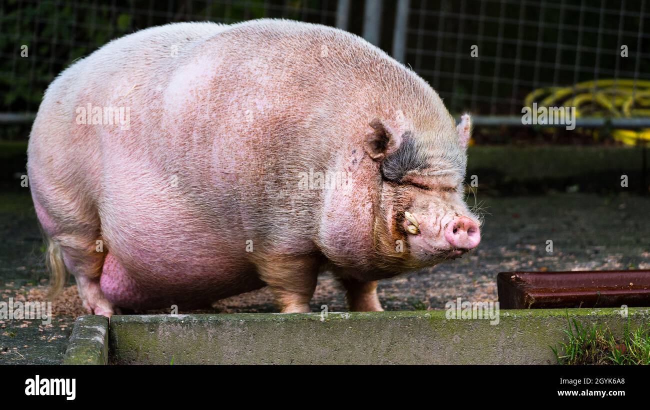 Big belly pig hi-res stock photography and images - Alamy