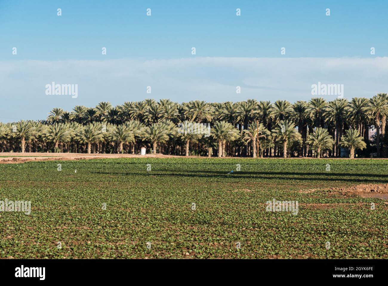 Phoenix arizona date orchard hi-res stock photography and images - Alamy
