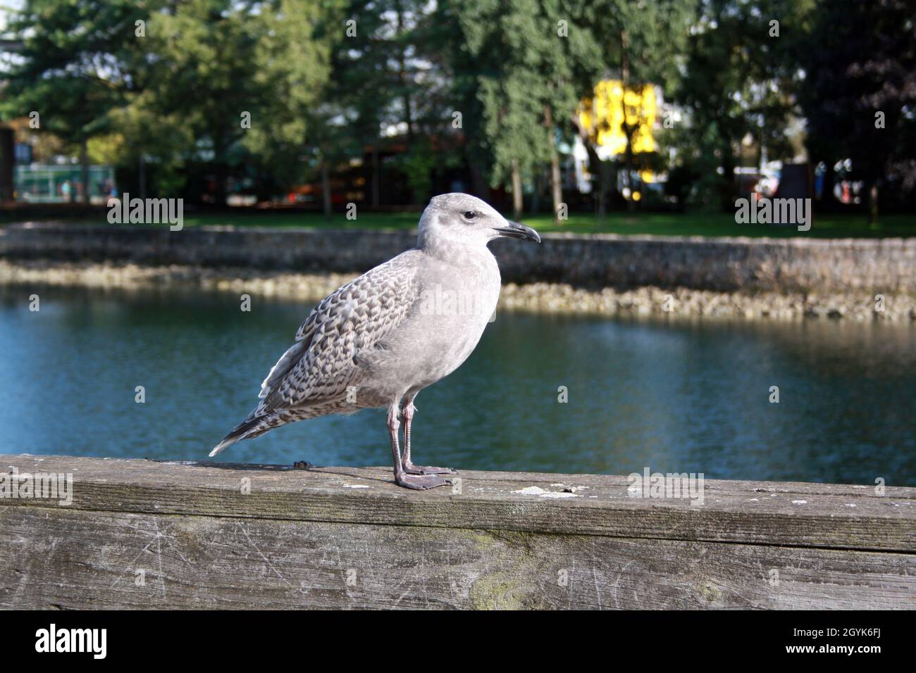 Seagull vancouver skyscraper hi-res stock photography and images - Alamy